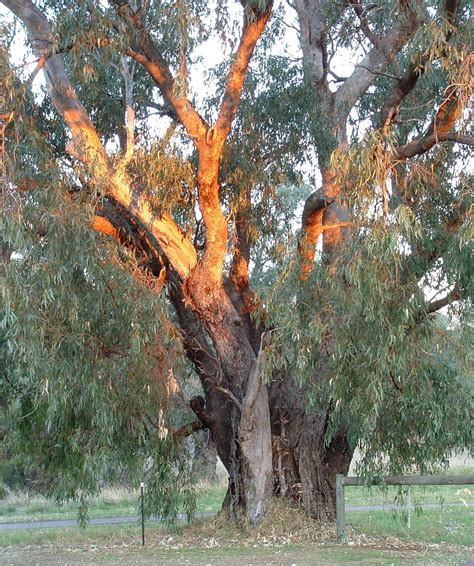 Tuart Eucalyptus Gomphocephala Robert Powell Tree Pictures