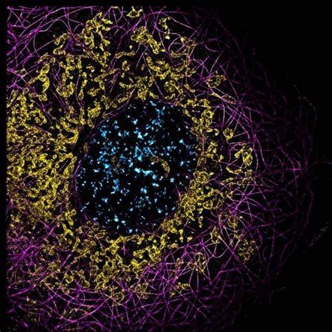 Evident Life Science On Linkedin Single Molecule Localization