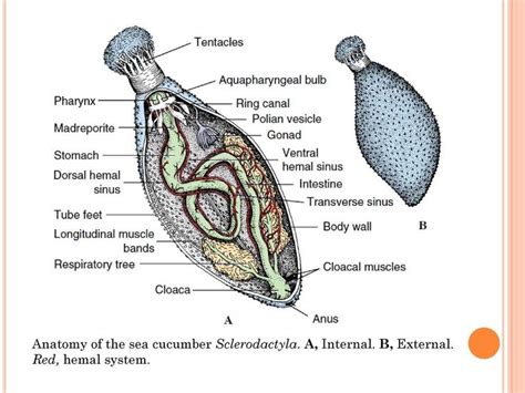 Pin By Jan Jd On Organism Bio Design Sea Cucumber Zoology Anatomy