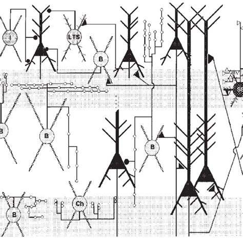 Summary Of The Synaptic Connections Known To Exist In Neocortex After Download Scientific