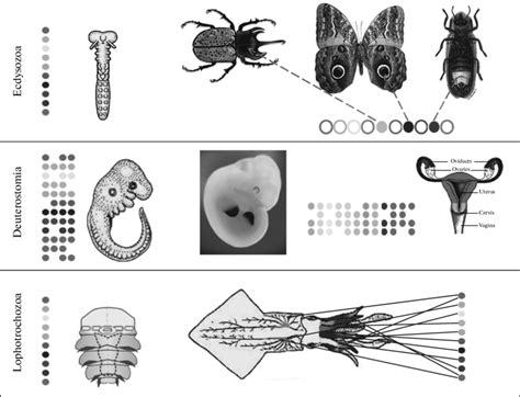 The Basic Function Of Axial Regionalization Is Observed In All Download Scientific Diagram