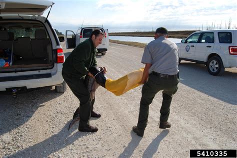 Pythons Genus Python Daudin 1803