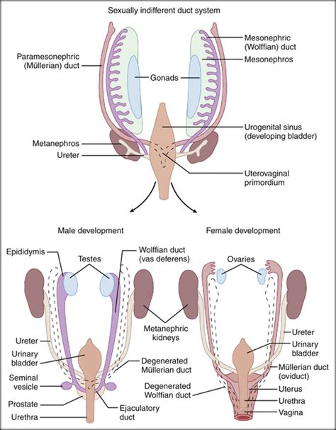 Basicmedical Key