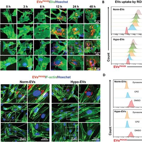 Cellular Internalization Of Hypo‐evs By Robs A Representative