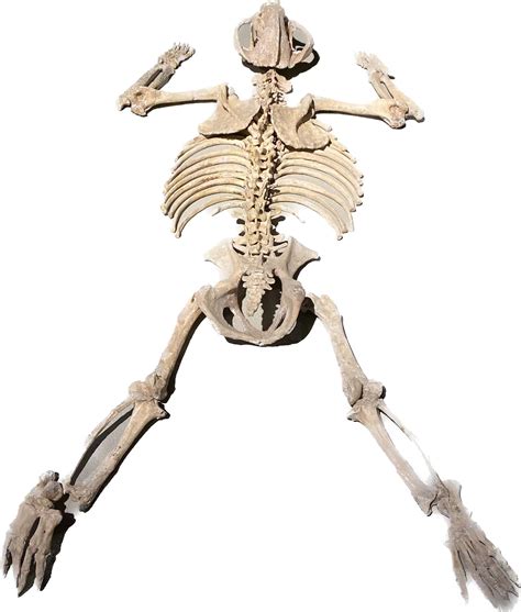 巴氏大熊猫完整骨架化石