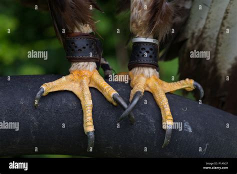 Pieds Daigle Banque De Photographies Et Dimages à Haute Résolution Alamy