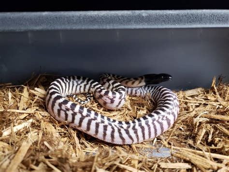 First Attempt Breeding Black Headed Pythons Aussie Pythons And Snakes Forum