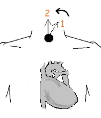 Echo Views Flashcards Quizlet