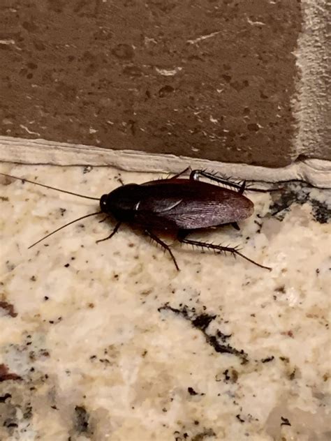 Bug Identification What Kind Of Cockroach Is This Here R Pestcontrol