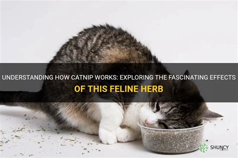 understanding how catnip works exploring the fascinating effects of