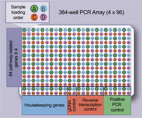 Qpcr Plate Template