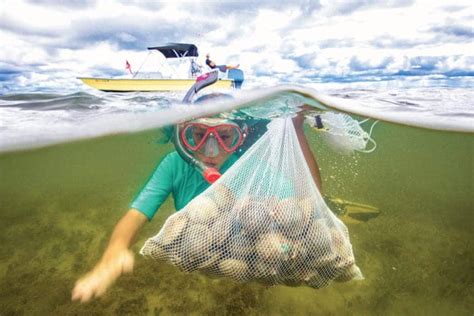 Scalloping In Hernando Beach The Complete Visitor Guide