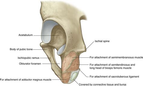 Lower Limb Clinical Gateclinical Gate