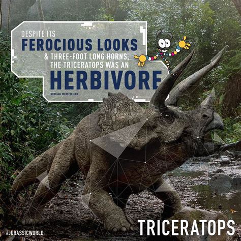 Sarah Triceratops Triceratops Jurassic Park Wallpaper Triceratops