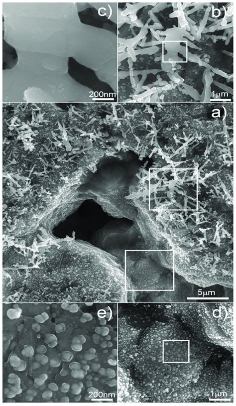 Sem Micrographs Of The Ti20nb5zr Foam With Electrochemically Deposited