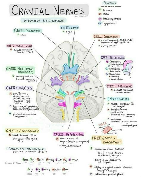 Cranial Nerves Artofit