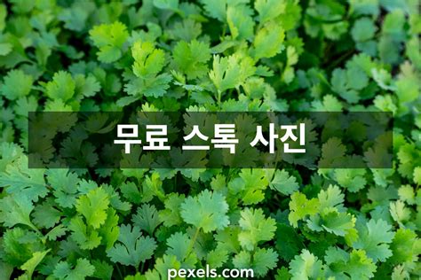 90000개의 최고의 고수 식물 사진 · 100 무료 다운로드 · Pexels 스톡 사진