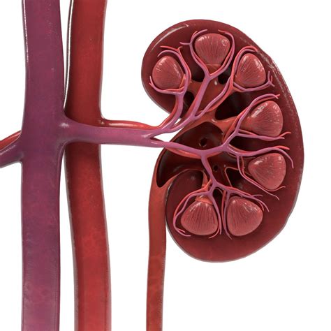 Sistema Urinário Com Seção Kindey Modelo 3d 149 3ds Dae Obj
