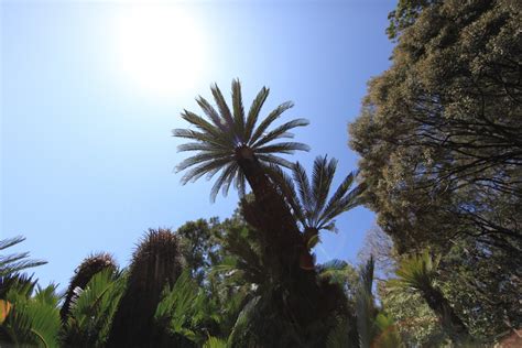 무료 이미지 바다 연안 나무 자연 록 산 하늘 햇빛 잎 언덕 꽃 바람 높은 밀림 손바닥 안에 감추다