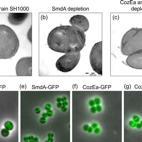 Overview Of Cell Wall Biosynthesis In Staphylococcus Aureus The Core Download Scientific