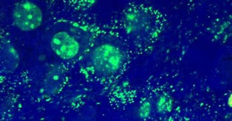 Mycoplasma Contamination Testing Service Drug Discovery Chemical Biology And Screening