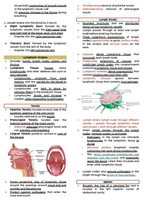 SOLUTION Anaphy Chapter Lymphatic System Studypool