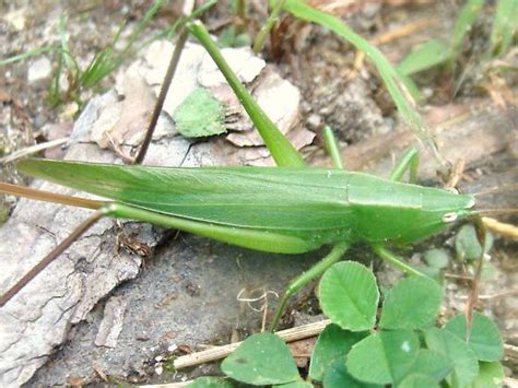 Conehead Neoconocephalus Retusus Bugguide Net