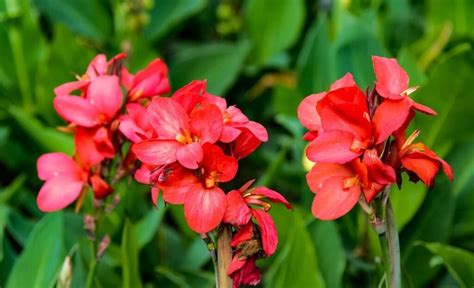 22 Popular Types Of Canna Pictorial Guide