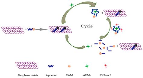 Sensors Free Full Text A Novel Graphene Oxide Based Aptasensor For Amplified Fluorescent