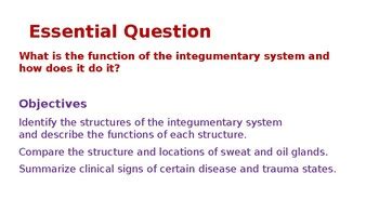 Skin Structure Anatomy And Physiology By Nerdmaste TPT