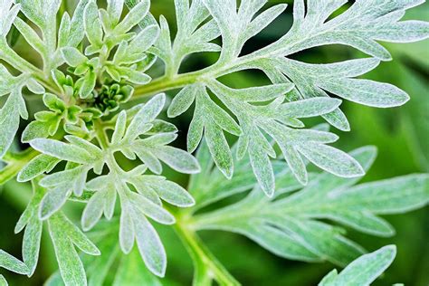 Absinthe Plant Seeds 100 Count Common Wormwood Artemisia Absinthi