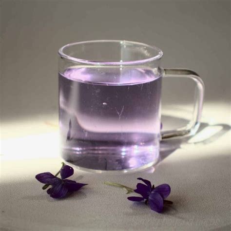 How To Make Violet Tea Foraged Wild Violet Tea Recipe Simplybeyondherbs