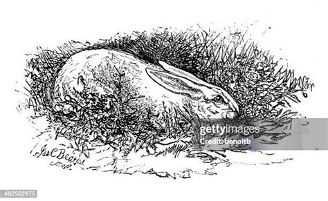 Rabbit Grass Drawing Photos And Premium High Res Pictures Getty Images