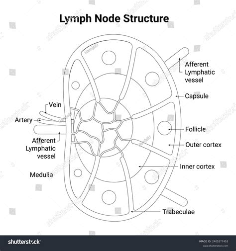 lymph node structure science design vector stock vector royalty free