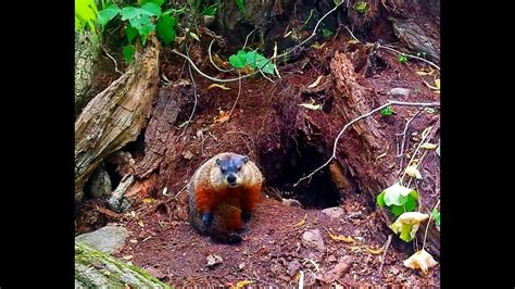 What Makes Burrows In The Ground At Catharine Blanco Blog