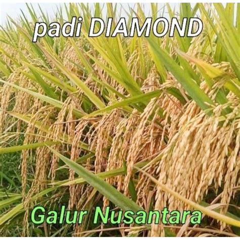 Jual Benih Padi Unggul Mulai Panjang Varietas Diamond Kemasan Kg Shopee Indonesia