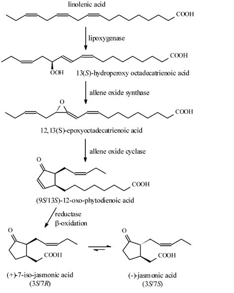 Biosynthetic Pathway Of JA From Ziegler Et Al Download Scientific Diagram