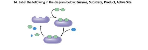 Solved 14 Label The Following In The Diagram Below Enzyme