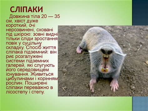 Ґрунтове середовище життя Пристосування організмів до життя у ґрунті