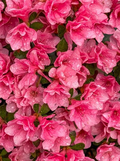 Pink Screensaver Photos Download The Best Free Pink Screensaver Stock