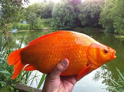 Wild Goldfish Fish Fishing Pictures Fish Pet