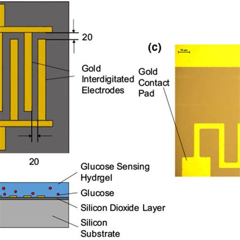 Schematics Of The Mems Hydrogel Based Affinity Cgm Sensor A Top View
