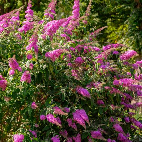 Dwarf Dapper® Pink Butterfly Bush Plant Addicts