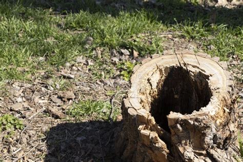 Spring Sunny Day Felling A Tree A Stump With A Hole Inside Green Grass Around Spring Stock