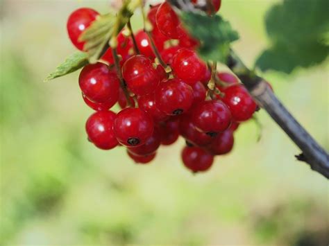 Currants Fruit Nature Free Photo On Pixabay