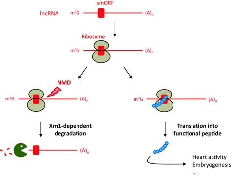 Translation Of Lncrnas Smorfs Can Lead To Rna Degradation Or Functional