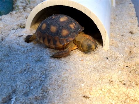 Hatchling Gopher Tortoise Sleeping