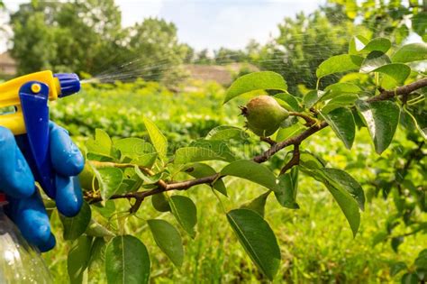 Treating Pear Branches In The Summer With A Fungicide Against Pests Or Bacterial Diseases