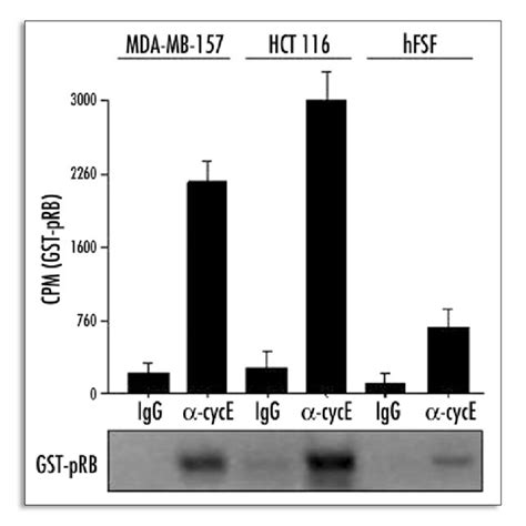 Cyclin E Lmw Forms Are Hyperactive To Evaluate Kinase Activity Equal Download Scientific