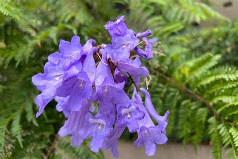 Una Jacaranda No Hace Primavera Qué Es La Floración Temprana Y Qué